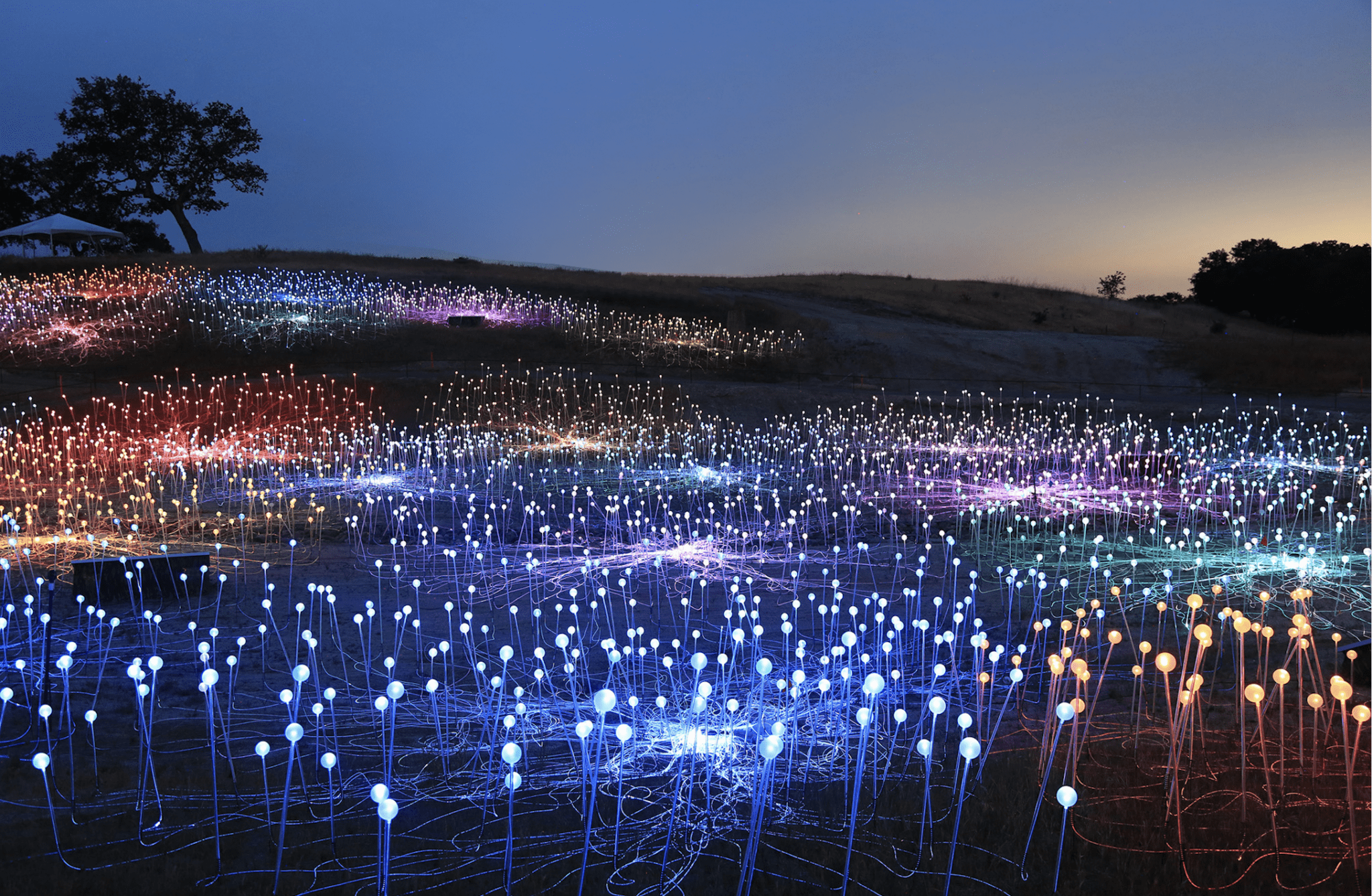 Field of Light - Illuminated Exhibit Now Open at the Wildflower Center ...